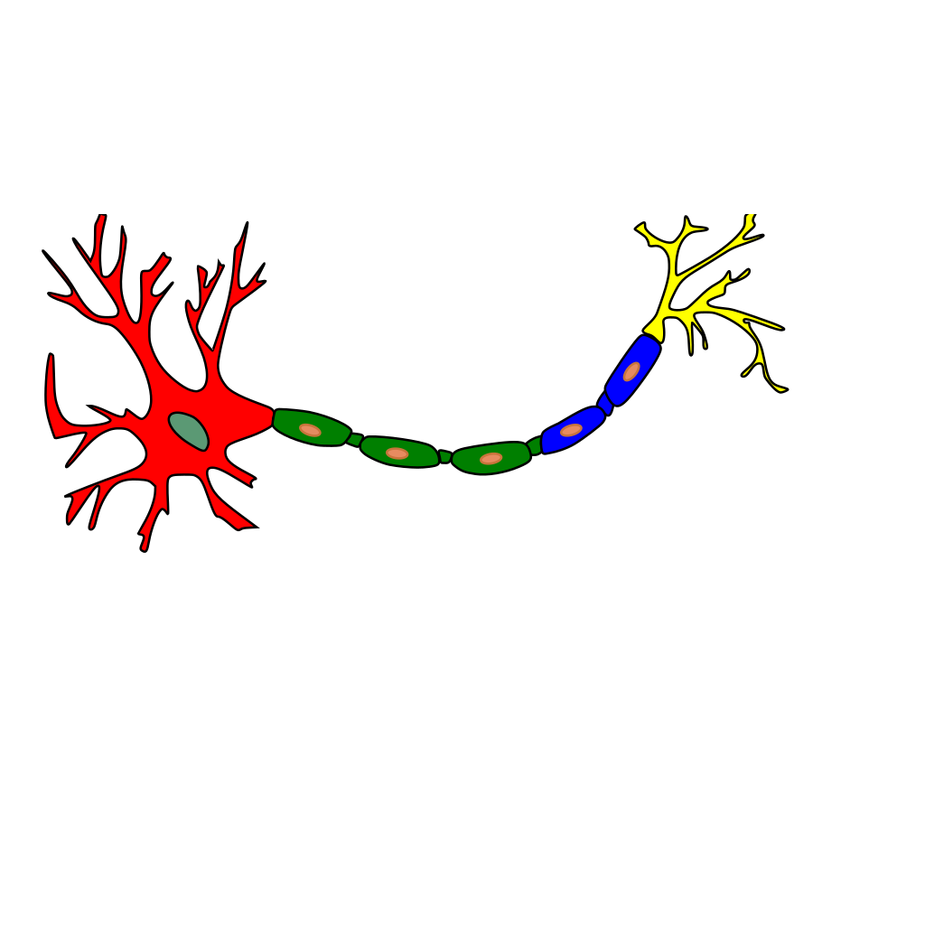 Neuron-colored PNG, SVG Clip art for Web - Download Clip Art, PNG Icon Arts