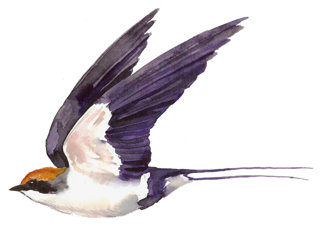 Barn Swallow Download PNG Image PNG, SVG Clip art for Web - Download ...