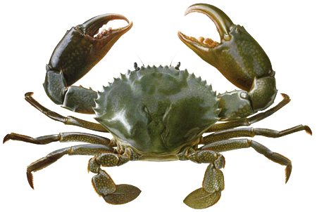 Crab Transparent Background PNG, SVG Clip art for Web - Download Clip ...