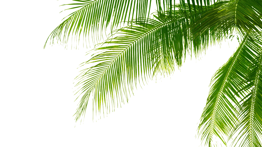 Green Palm Leaves Png Clipart Clip Art Palm Leaves Free Clip Art