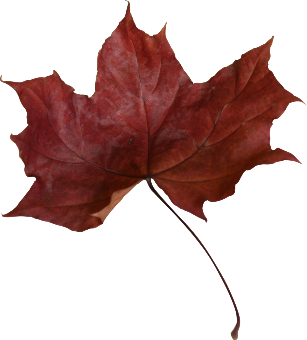 Maple Leaf PNG Transparent Picture PNG, SVG Clip art for Web - Download ... Maple Leaf PNG Transparent Picture PNG, SVG Clip art for Web - Download ...