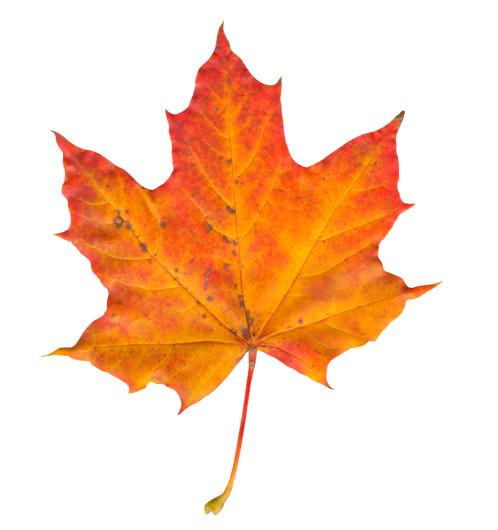 Maple Leaf PNG Transparent PNG SVG Clip Art For Web Download Clip 