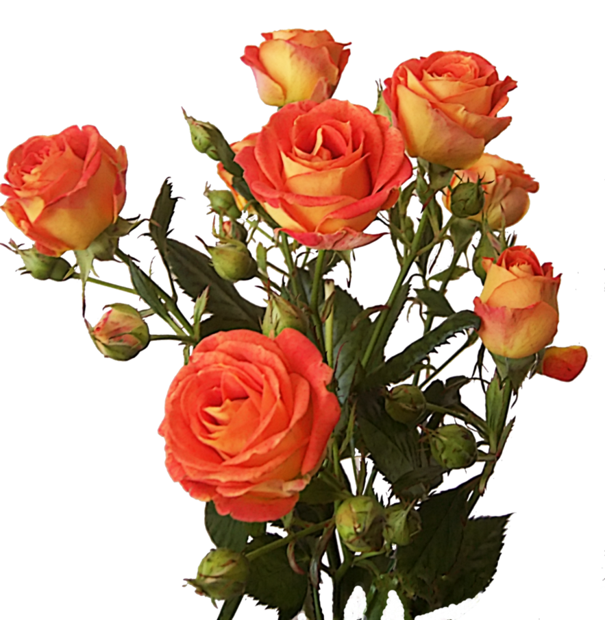 Rose Bunch PNG Image PNG, SVG Clip art for Web - Download Clip Art, PNG ...
